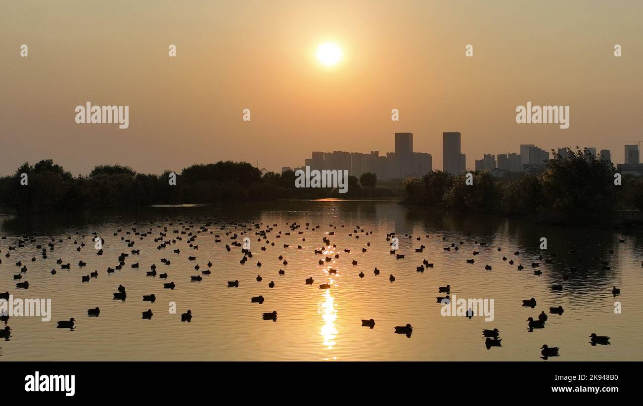 Aerial photos show a magnificent view that thousands of ducks splash in ...
