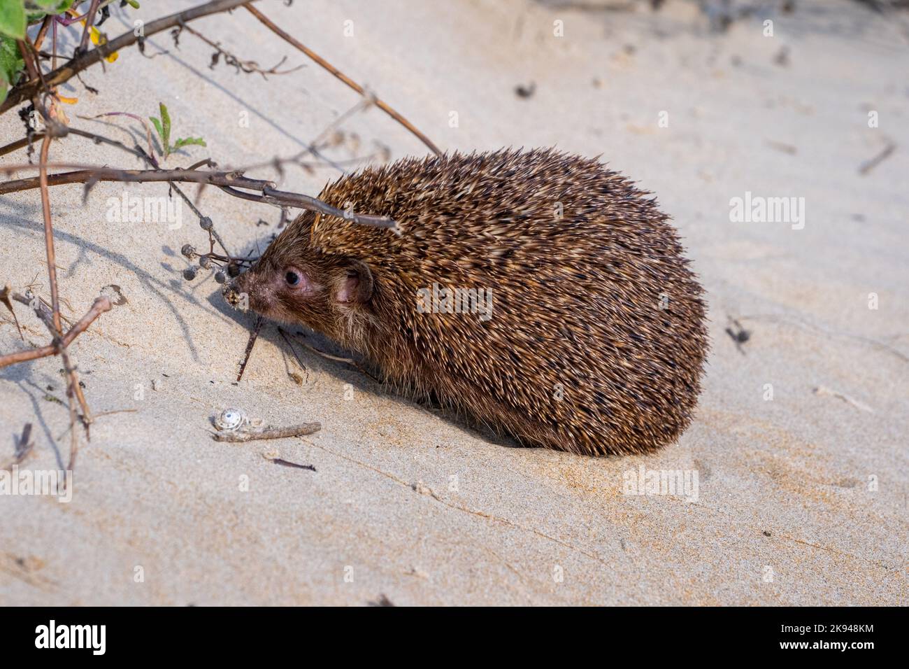 Southern white-breasted hedgehog (Erinaceus concolor) (AKA Eastern ...