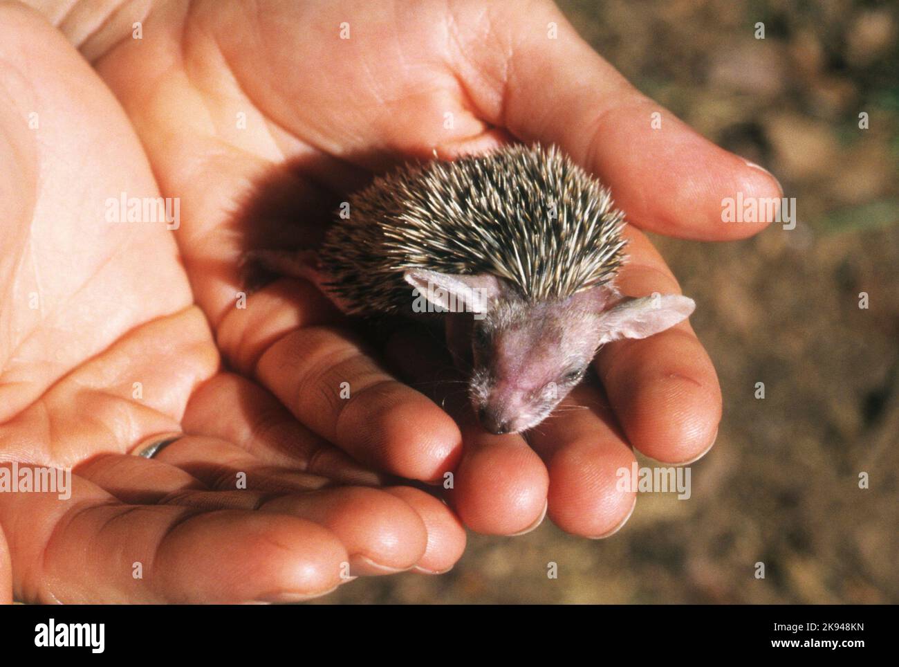 A litter of young Southern white-breasted hedgehogs (Erinaceus concolor ...