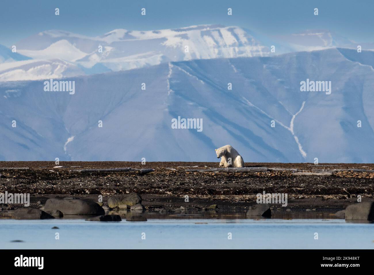 Polar bear (Ursus maritimus) Photographed in Spitsbergen, Norway in ...