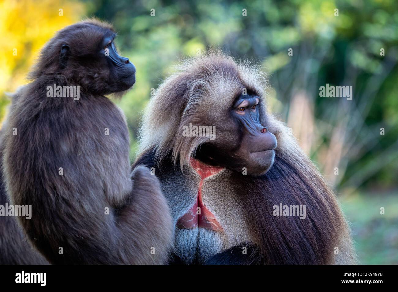 Family of gelada baboons (Theropithecus gelada Stock Photo - Alamy
