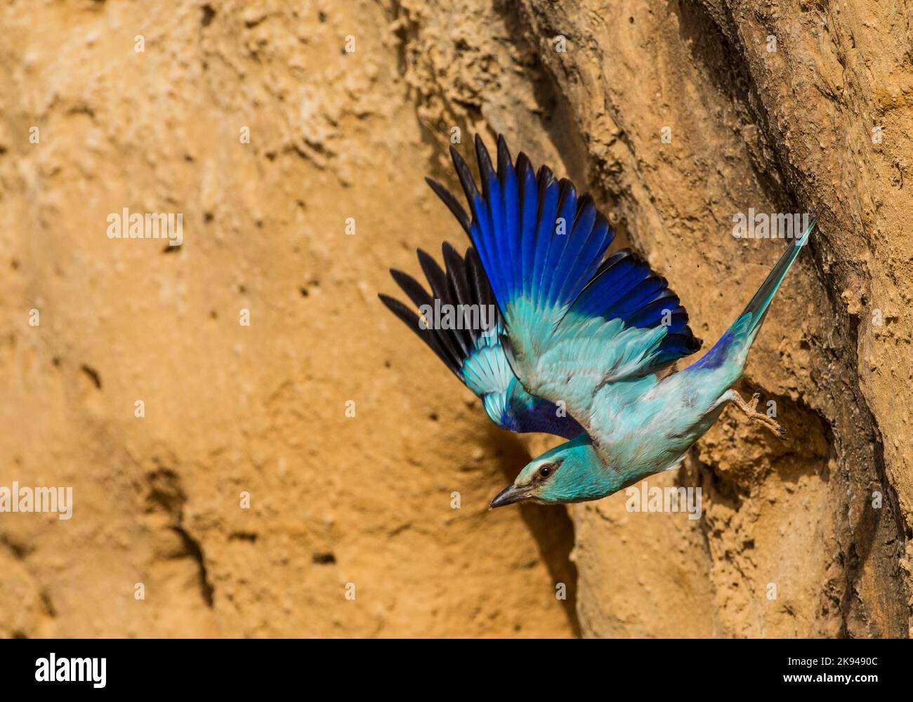 European roller (Coracias garrulus). This migrant bird is the only ...