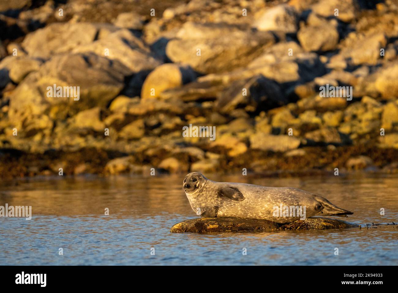 The harbor (or harbour) seal (Phoca vitulina), also known as the common ...