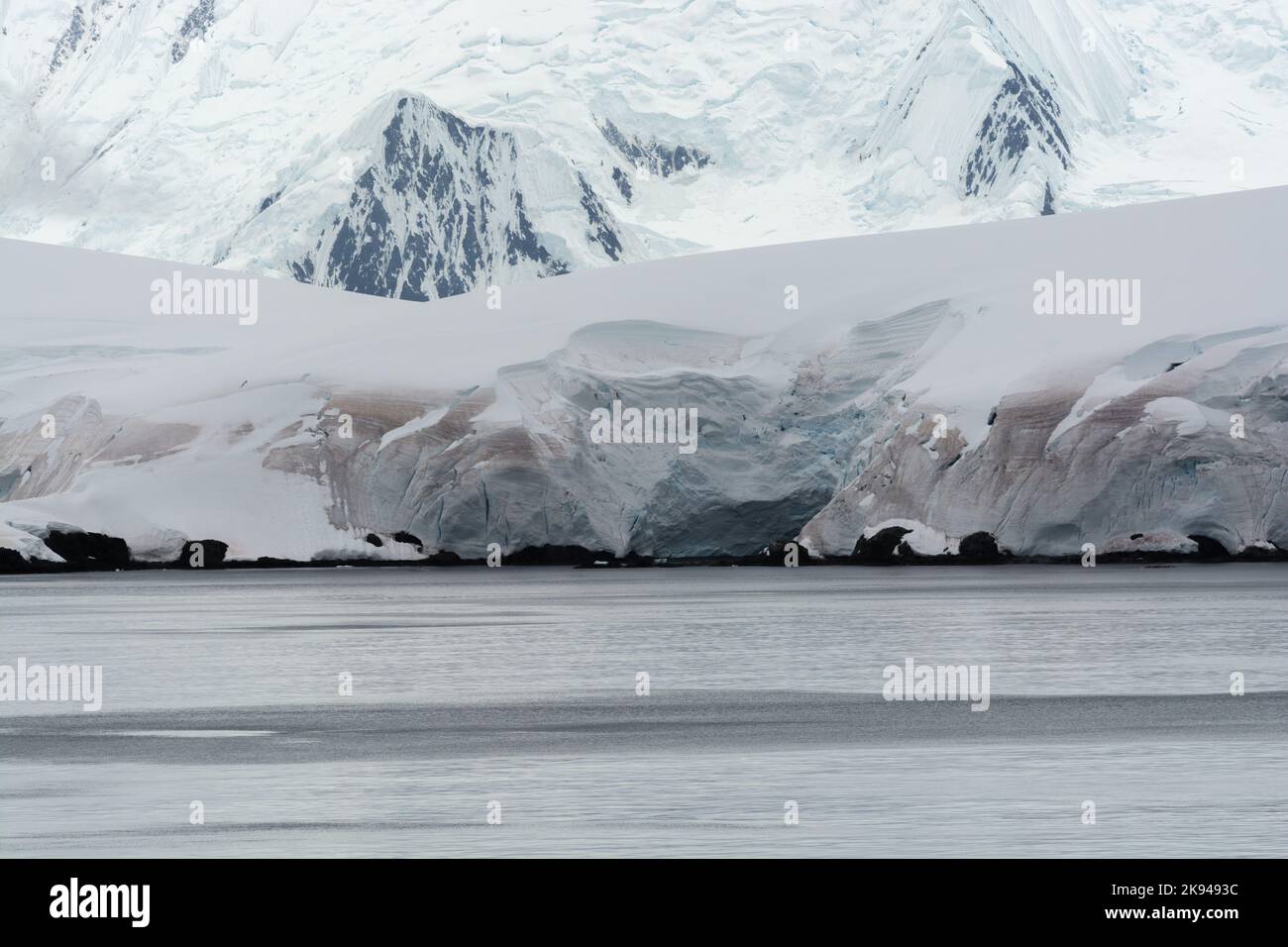 snow algae on snow and ice covered island. antarctic peninsula ...