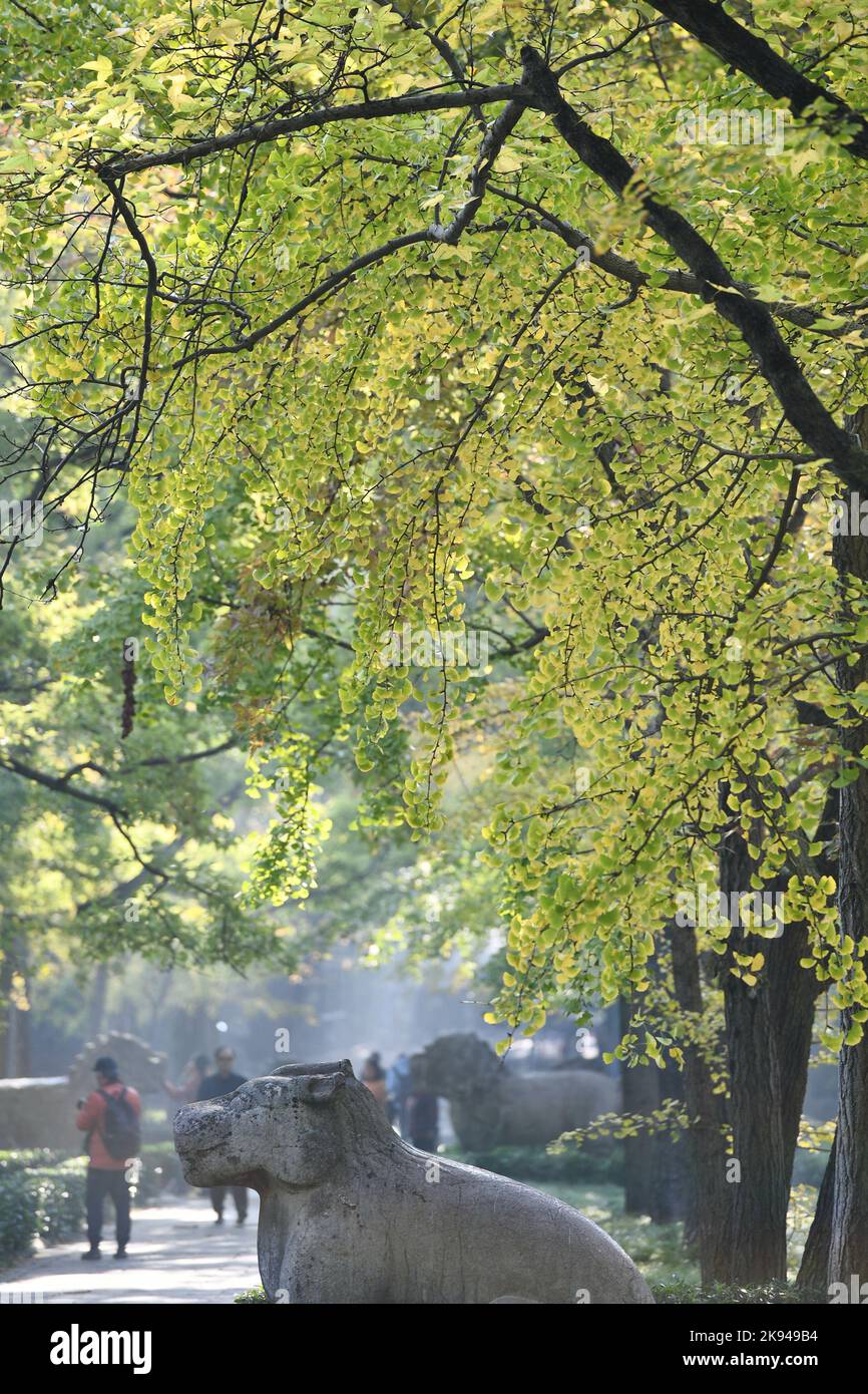 Autumn viewing season in Mingxiao Tomb,Stone Statue road which been ...