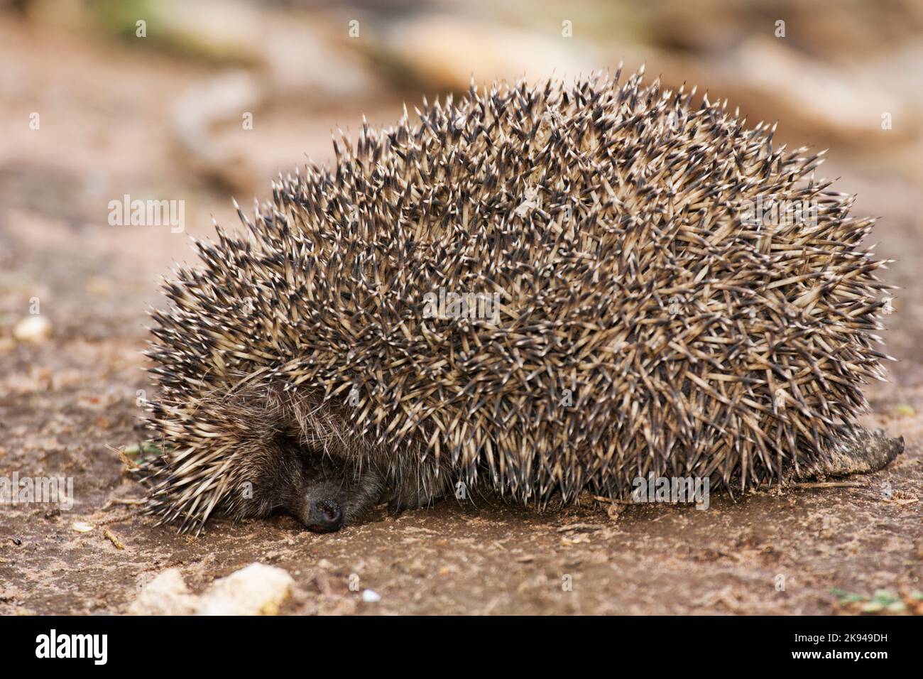Southern white-breasted hedgehog (Erinaceus concolor) (AKA Eastern ...