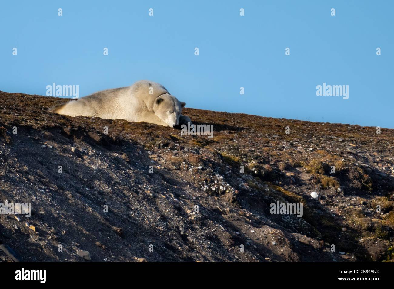 Polar bear (Ursus maritimus) Photographed in Spitsbergen, Norway in ...
