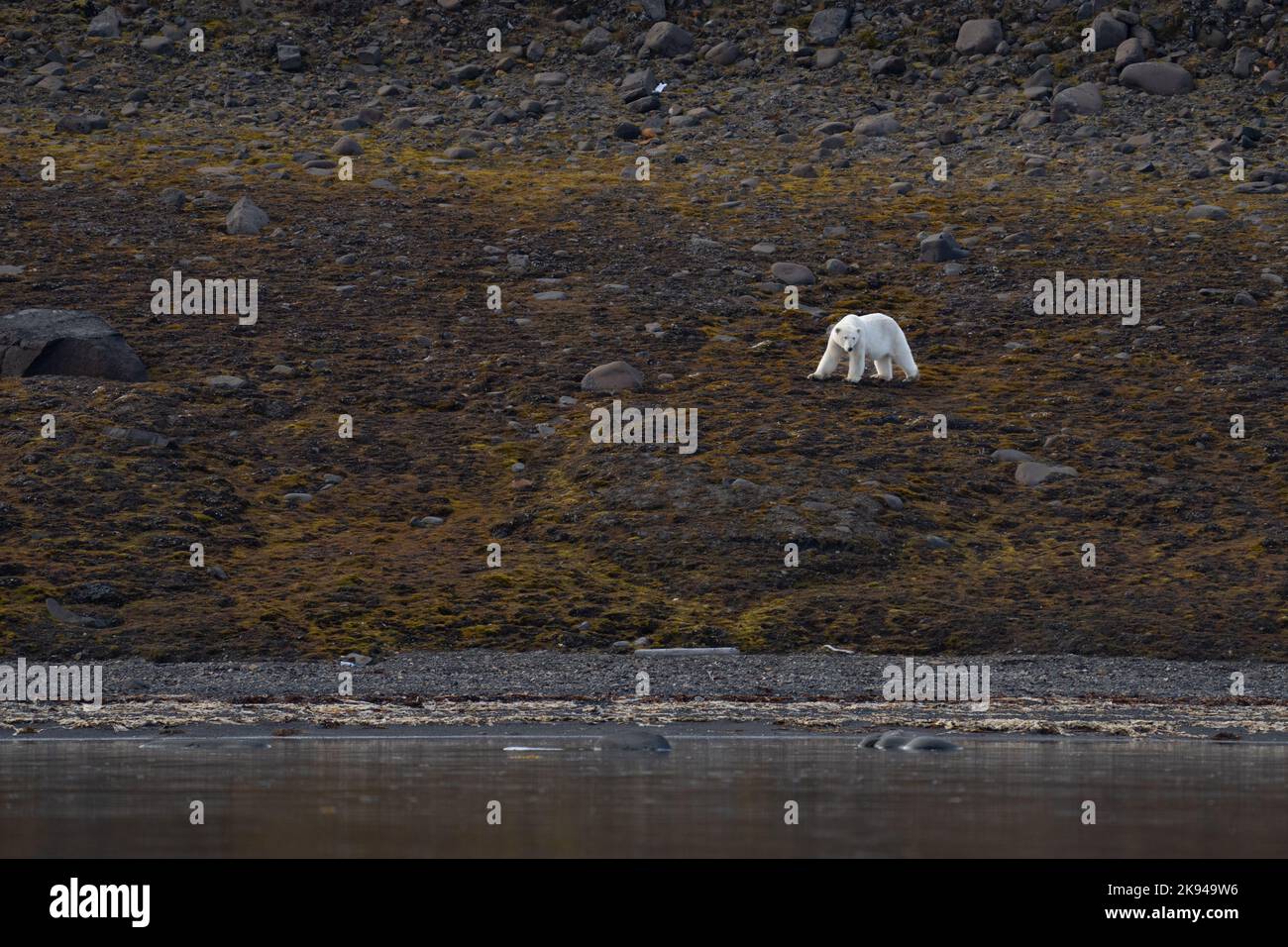 Polar bear (Ursus maritimus) Photographed in Spitsbergen, Norway in ...