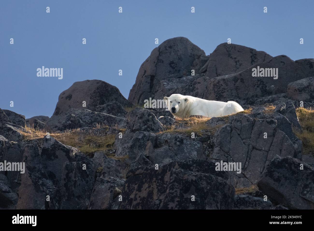 Polar bear (Ursus maritimus) Photographed in Spitsbergen, Norway in ...