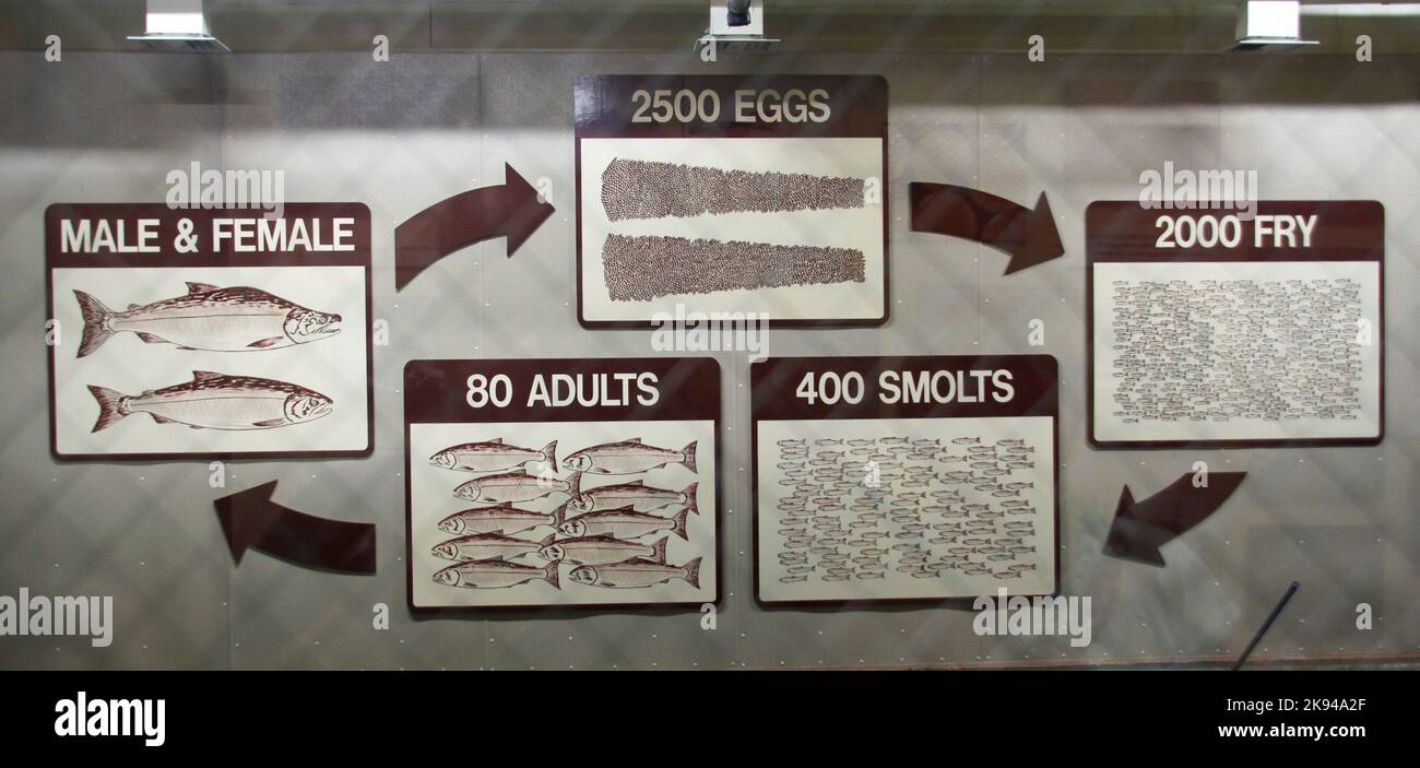 Cook Inlet Aquaculture Association, Alaska Stock Photo - Alamy