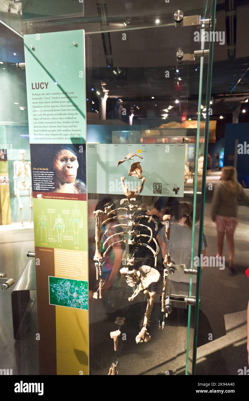 Australopithicus afarensis hi-res stock photography and images - Alamy