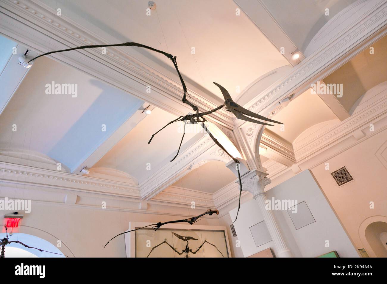 NEW YORK - JULY 8: The American Museum for National History in Newe ...