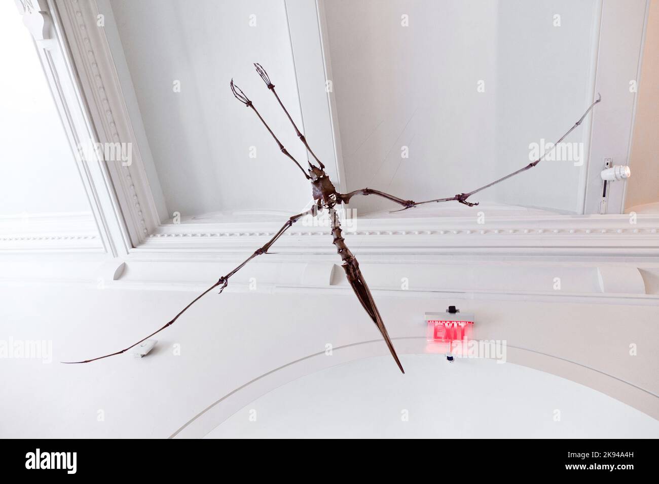 NEW YORK - JULY 8: The American Museum for National History in Newe ...