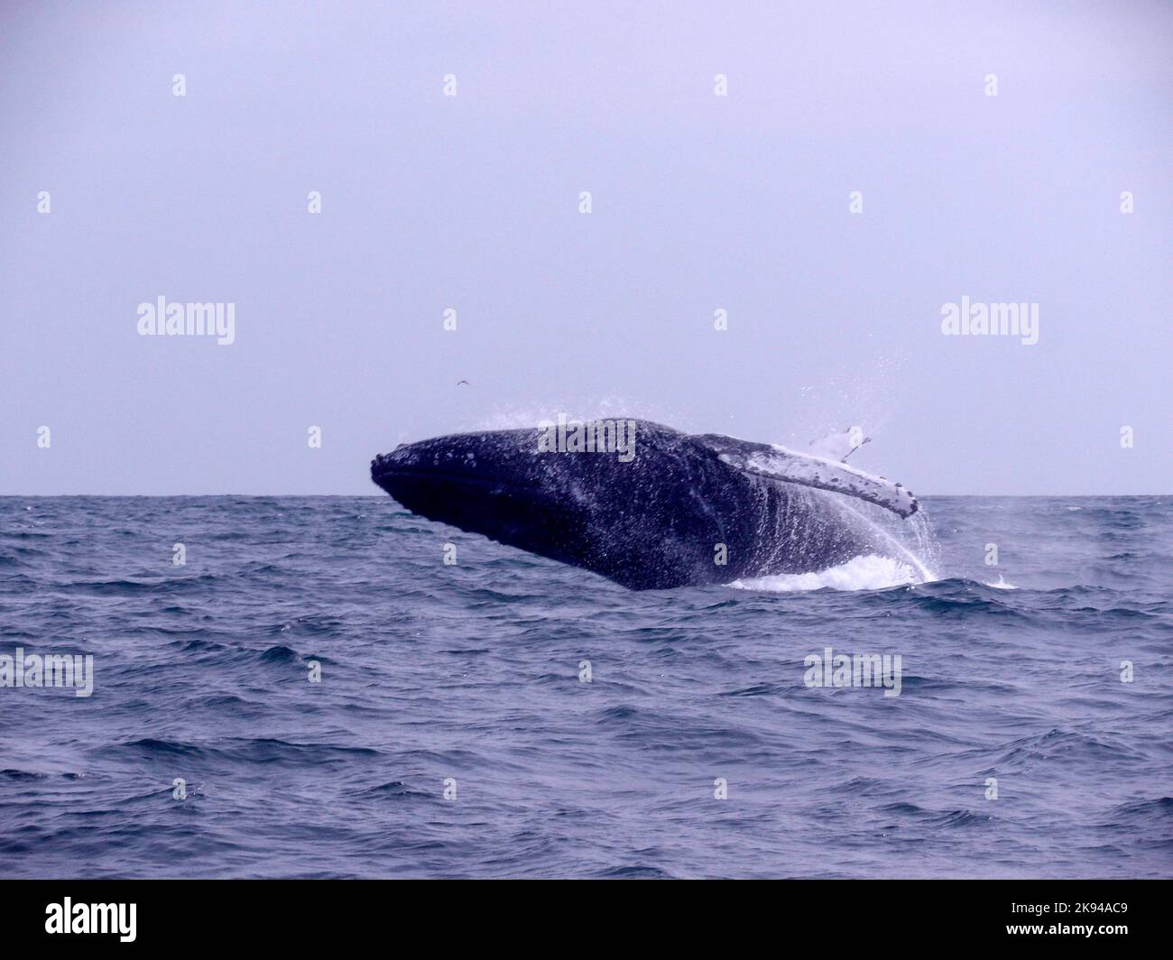 A whale breaching in the alaskan ocean with water splash Stock Photo ...