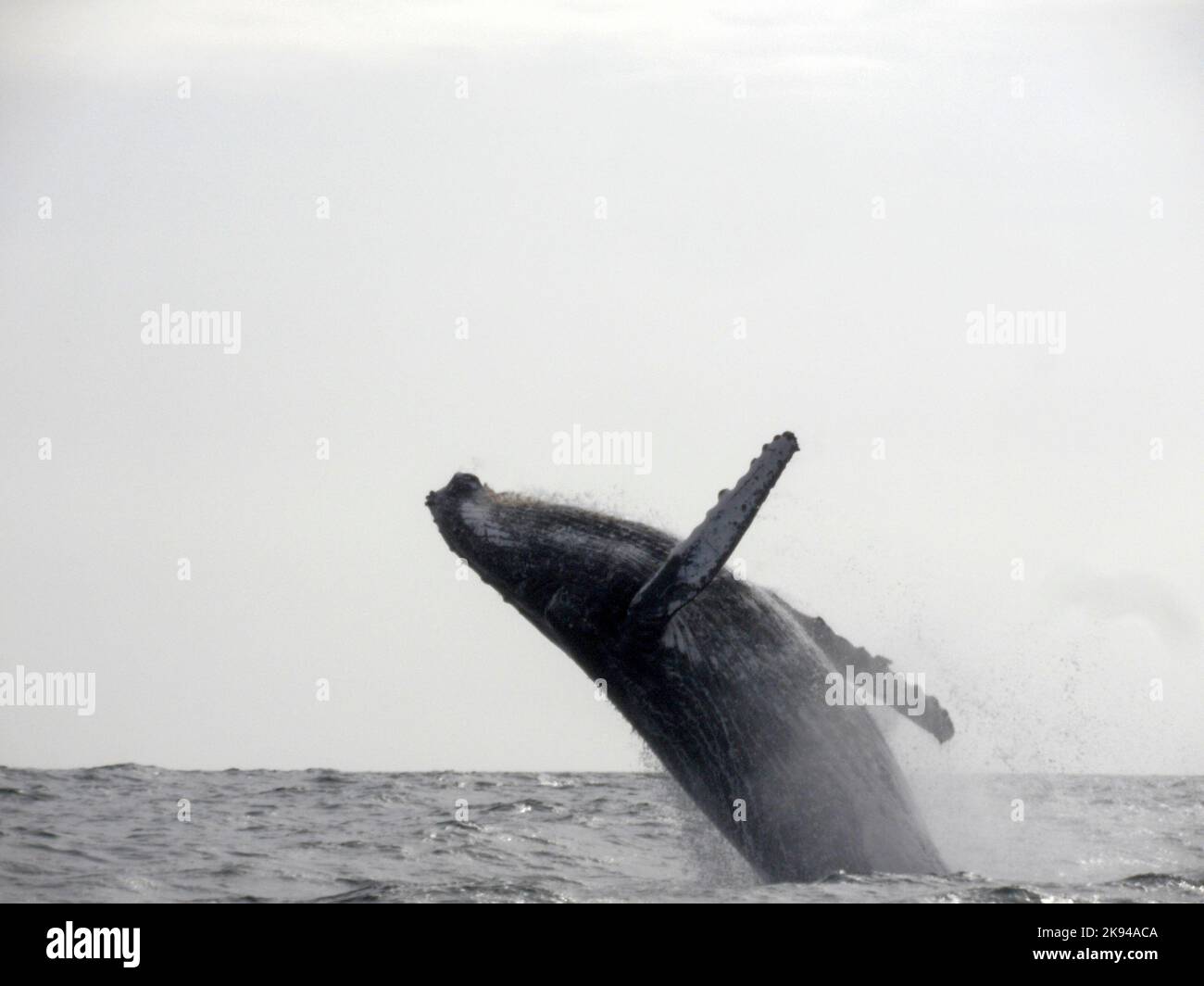 Humpback whale breaching in north hi-res stock photography and images ...