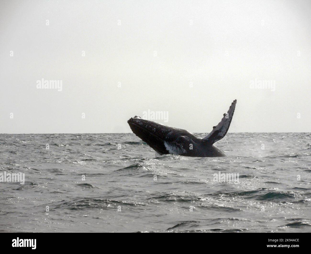 Breaching water hi-res stock photography and images - Alamy