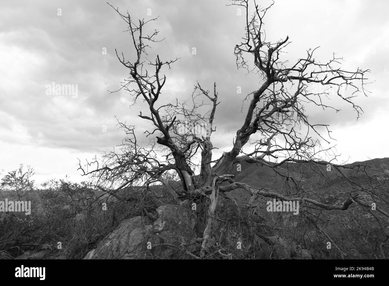 Sentinel Tree at Red Mountain monochrome 2 Stock Photo - Alamy