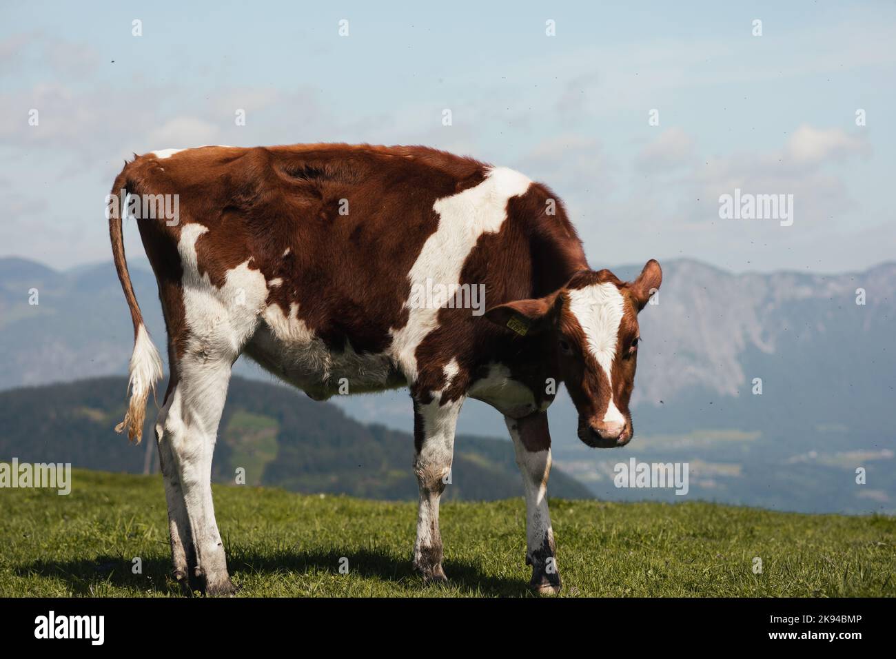 A domestic cow standing on a meadow in a field outdoors Stock Photo - Alamy