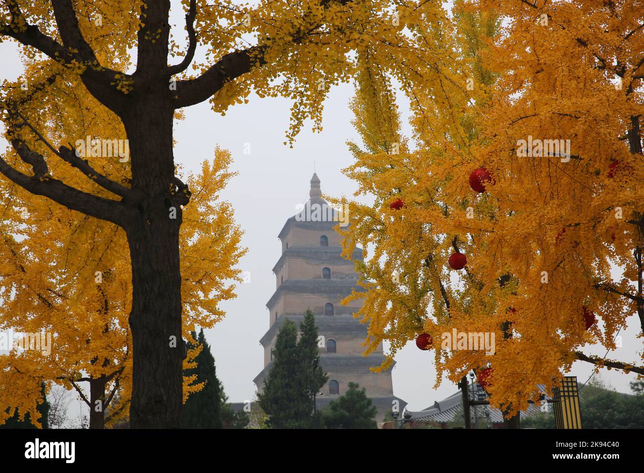 There are beautiful autumn scenes everywhere around the Giant Wild ...