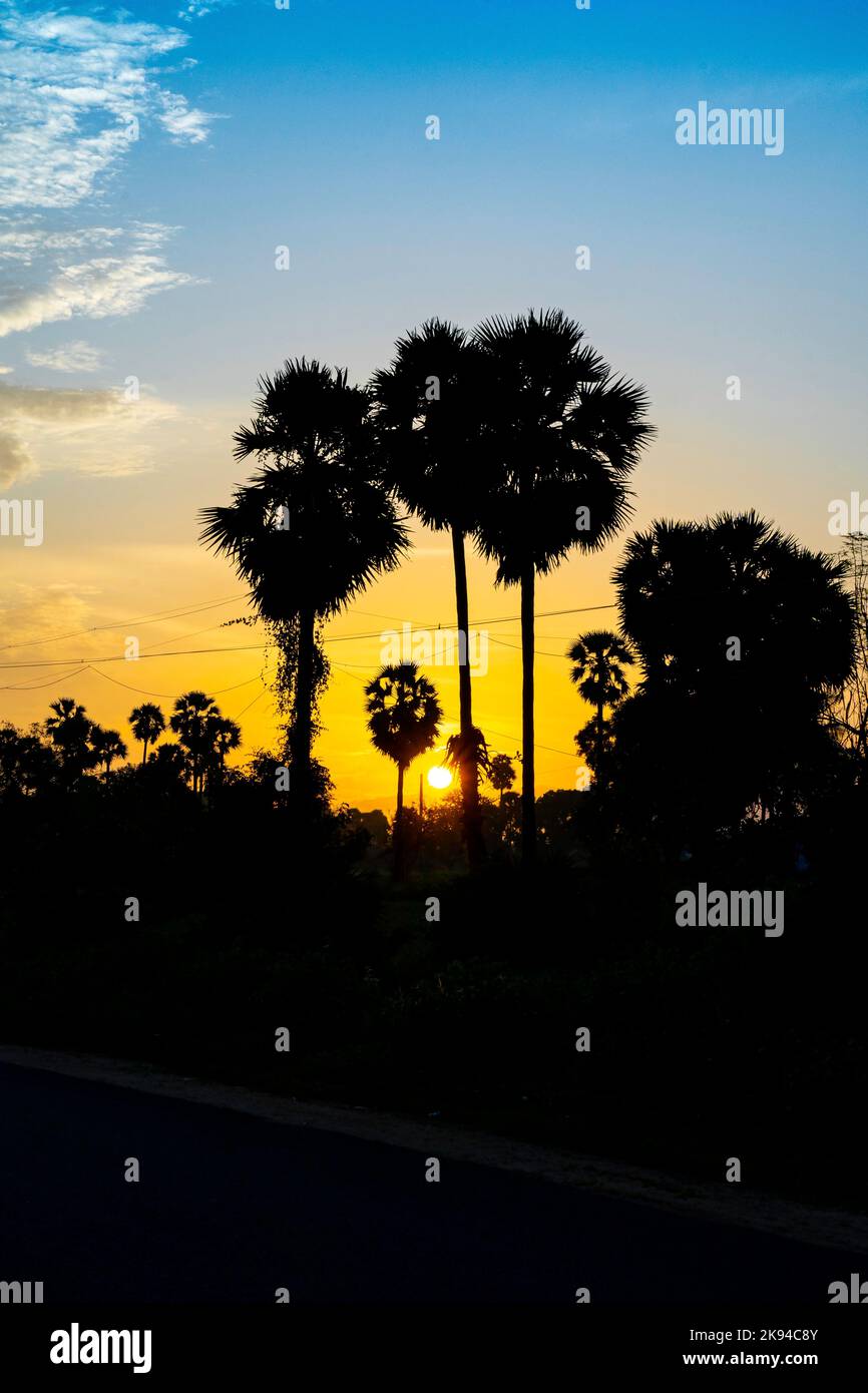 sunrise palm tree silhouette Stock Photo - Alamy