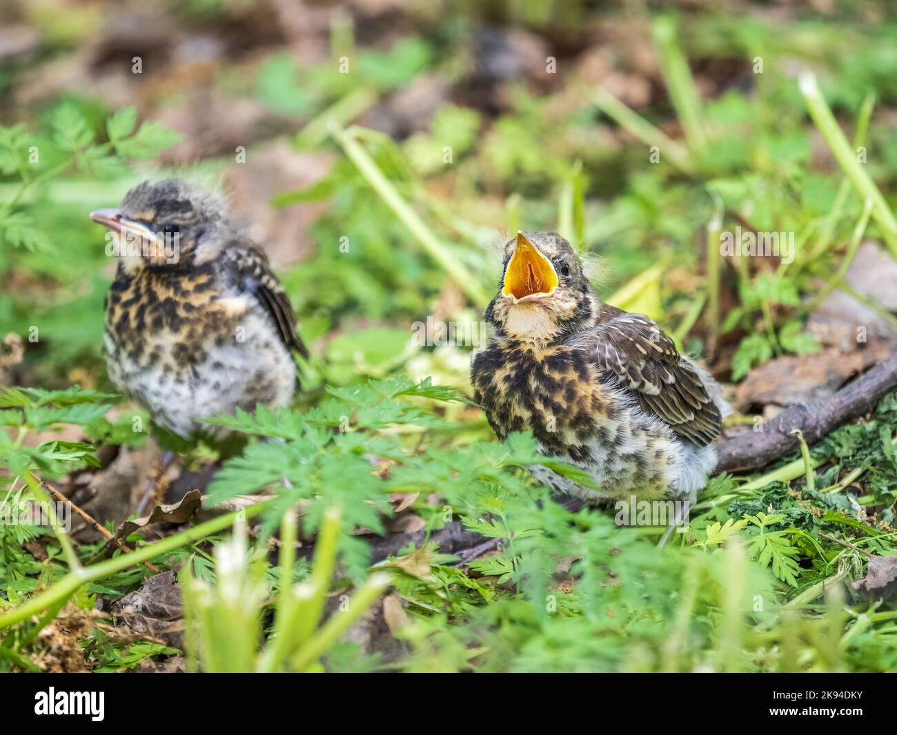 Two fieldfare chicks, Turdus pilaris, have left the nest and are ...