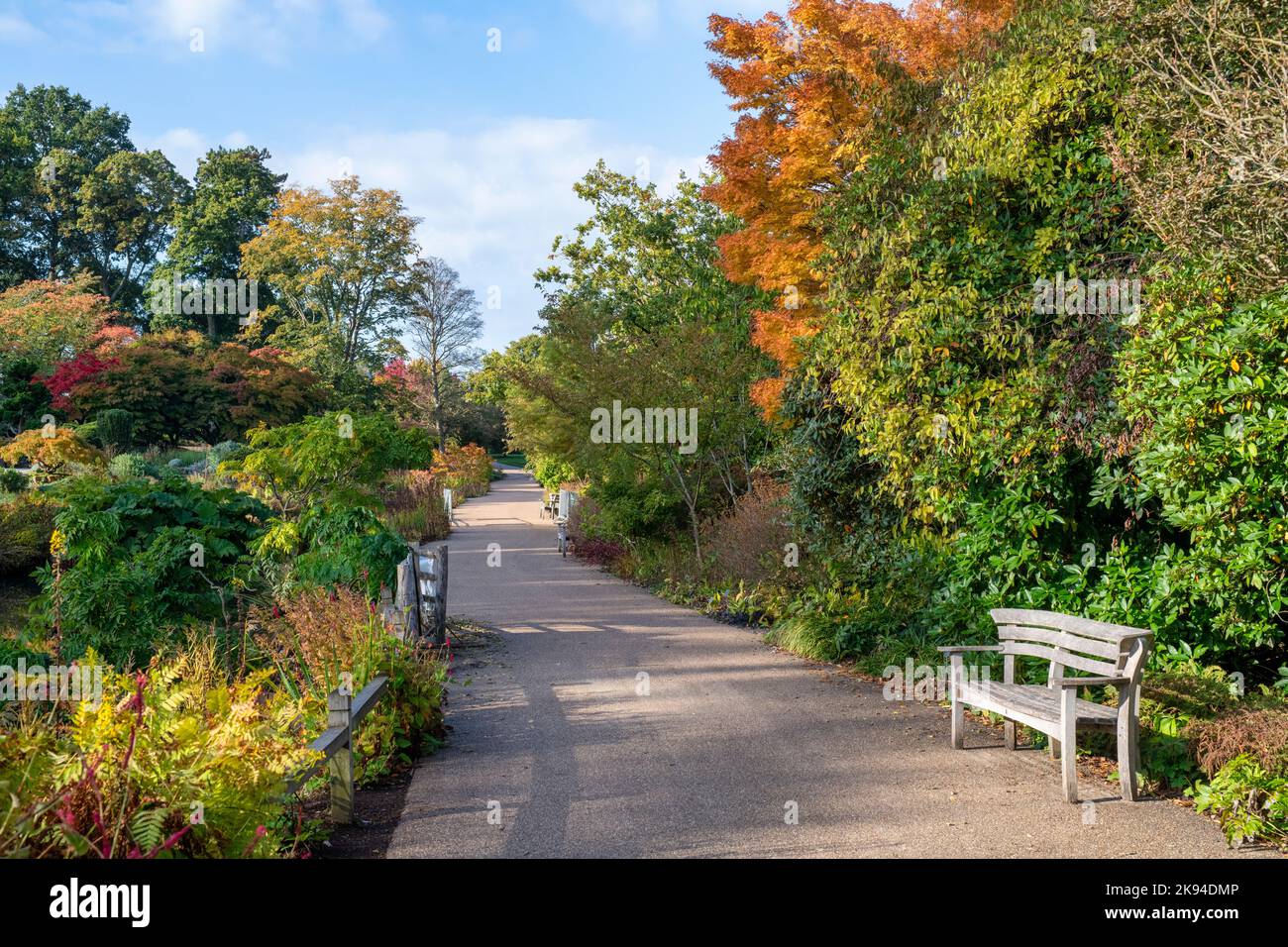 Autumn foliage at RHS Wisley gardens, Surrey, England Stock Photo - Alamy