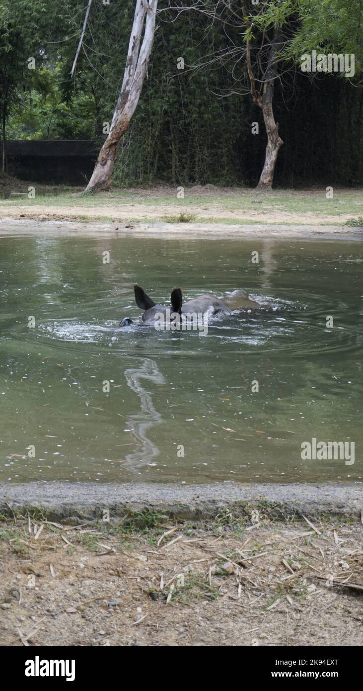 Chennai rhinos hi-res stock photography and images - Alamy