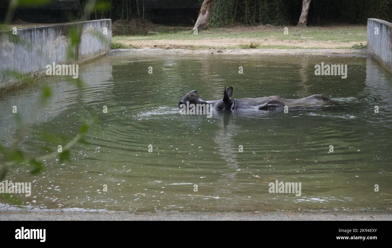 Dirty Indian one horned rhinoceros swimming Indian rhino in the water ...