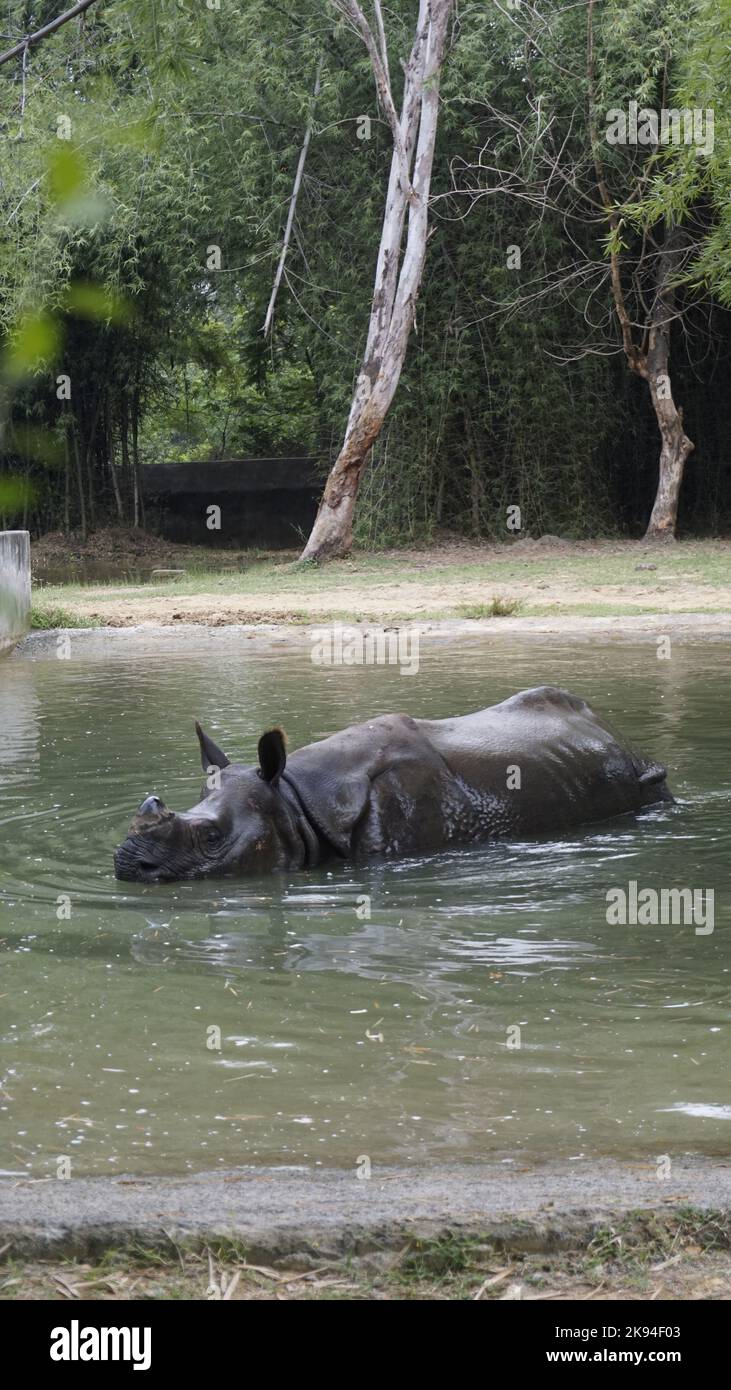 Dirty Indian one horned rhinoceros swimming Indian rhino in the water ...