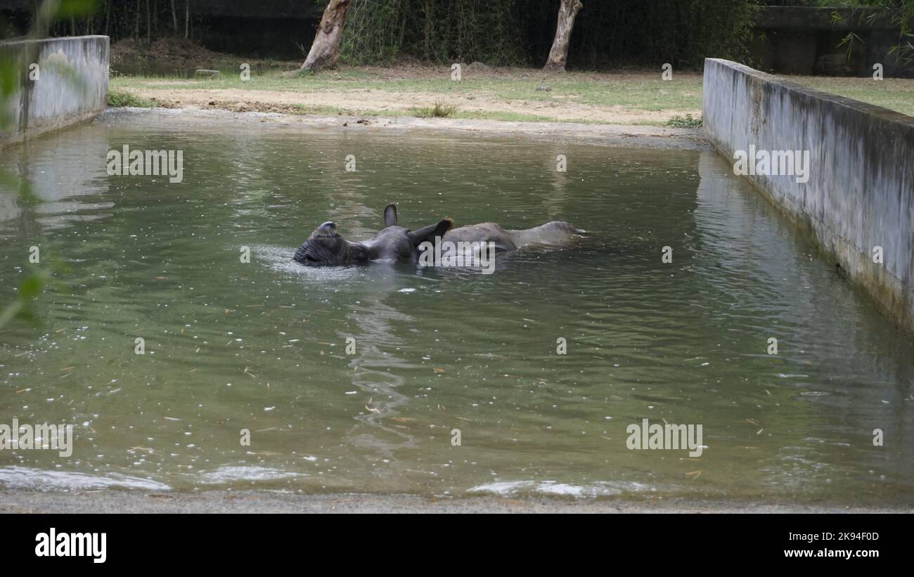 Dirty Indian one horned rhinoceros swimming Indian rhino in the water ...
