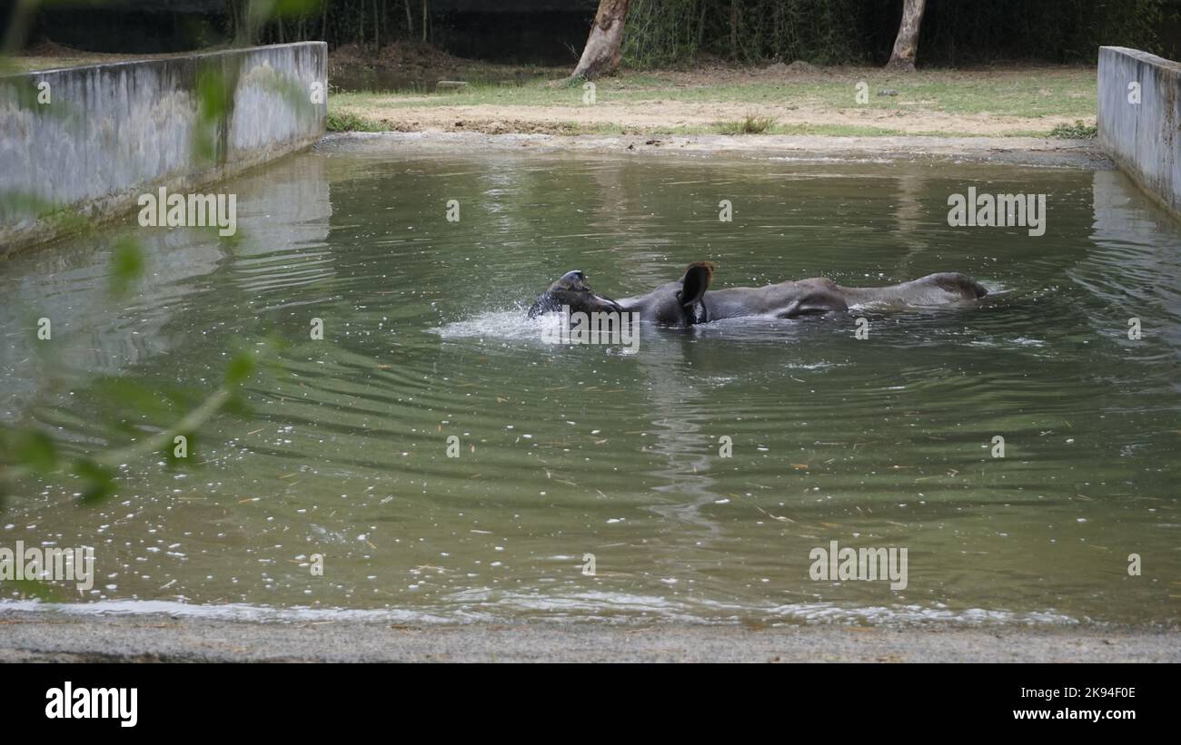 Dirty Indian one horned rhinoceros swimming Indian rhino in the water ...