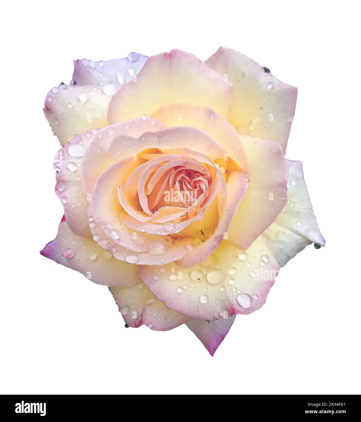 White bloom rain drops Cut Out Stock Images & Pictures - Alamy