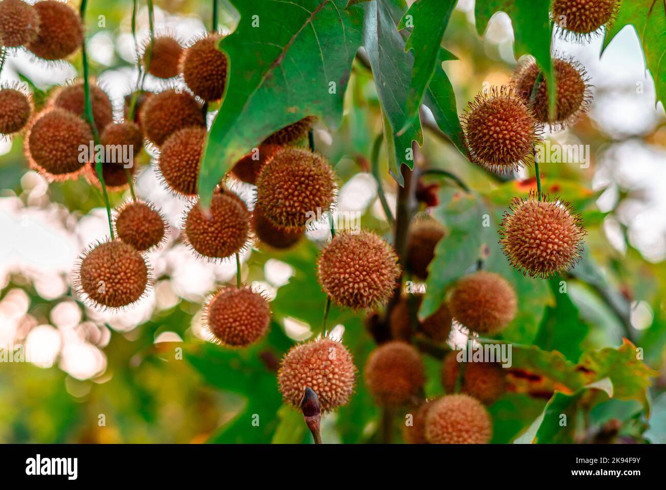 Plane tree seed ball or fruit. Sycamore maple leaf or seed raw. Green ...