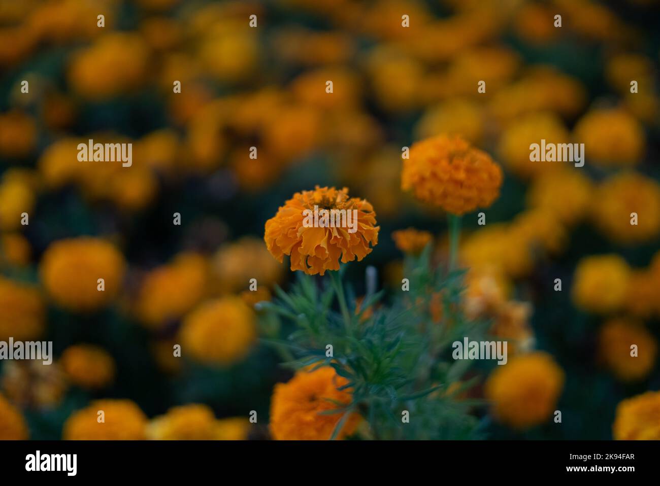Close up Marigold inca flower selective focus . Blur green and orange ...