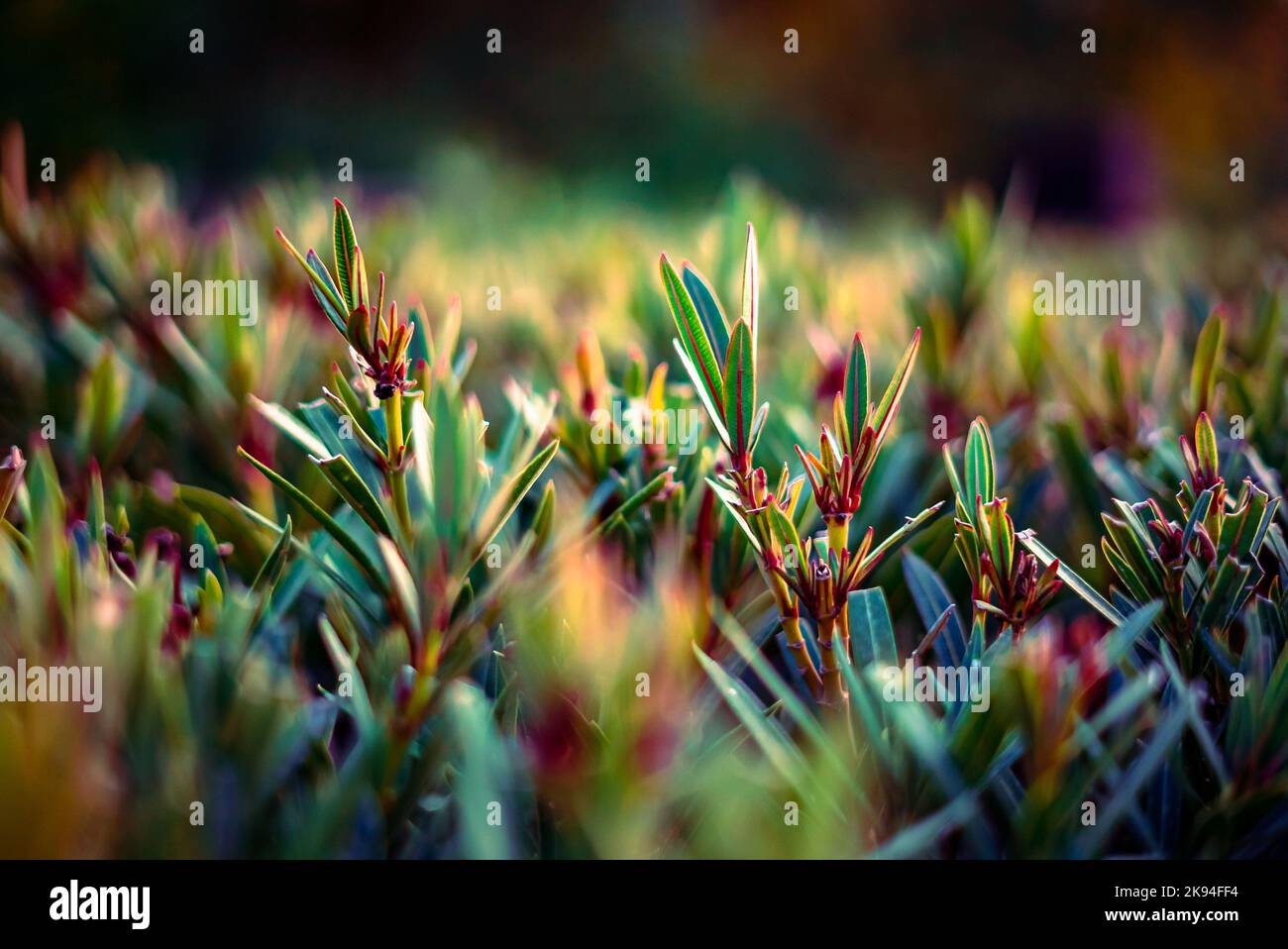 Rosemary fully grown prune off. Selective focus on plant. Garden flower ...