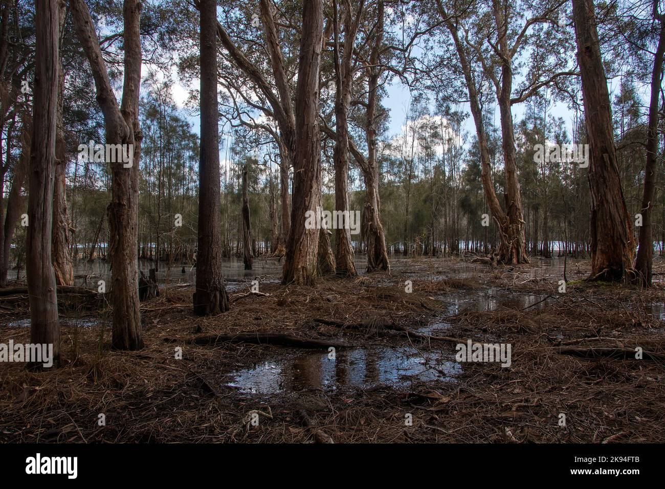 The trees at Cochrane lagoon on NSW Central Coast in Australia Stock ...