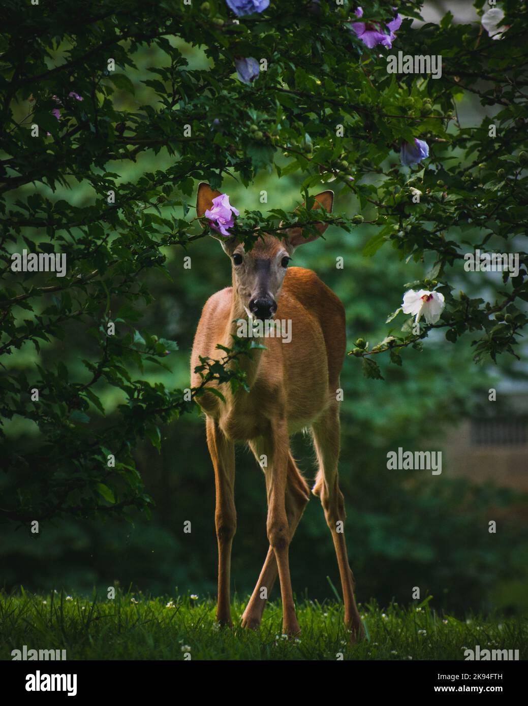 A beautiful vertical shot of a deer on a meadow through bloomed trees ...