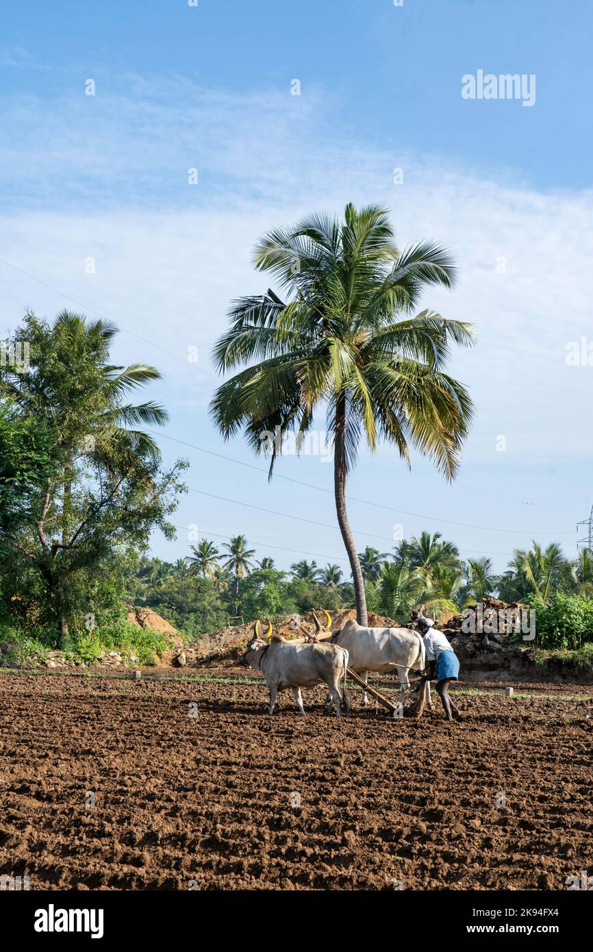 Colors of Rural life in Tamilnadu, south India. 10th September 2022 ...