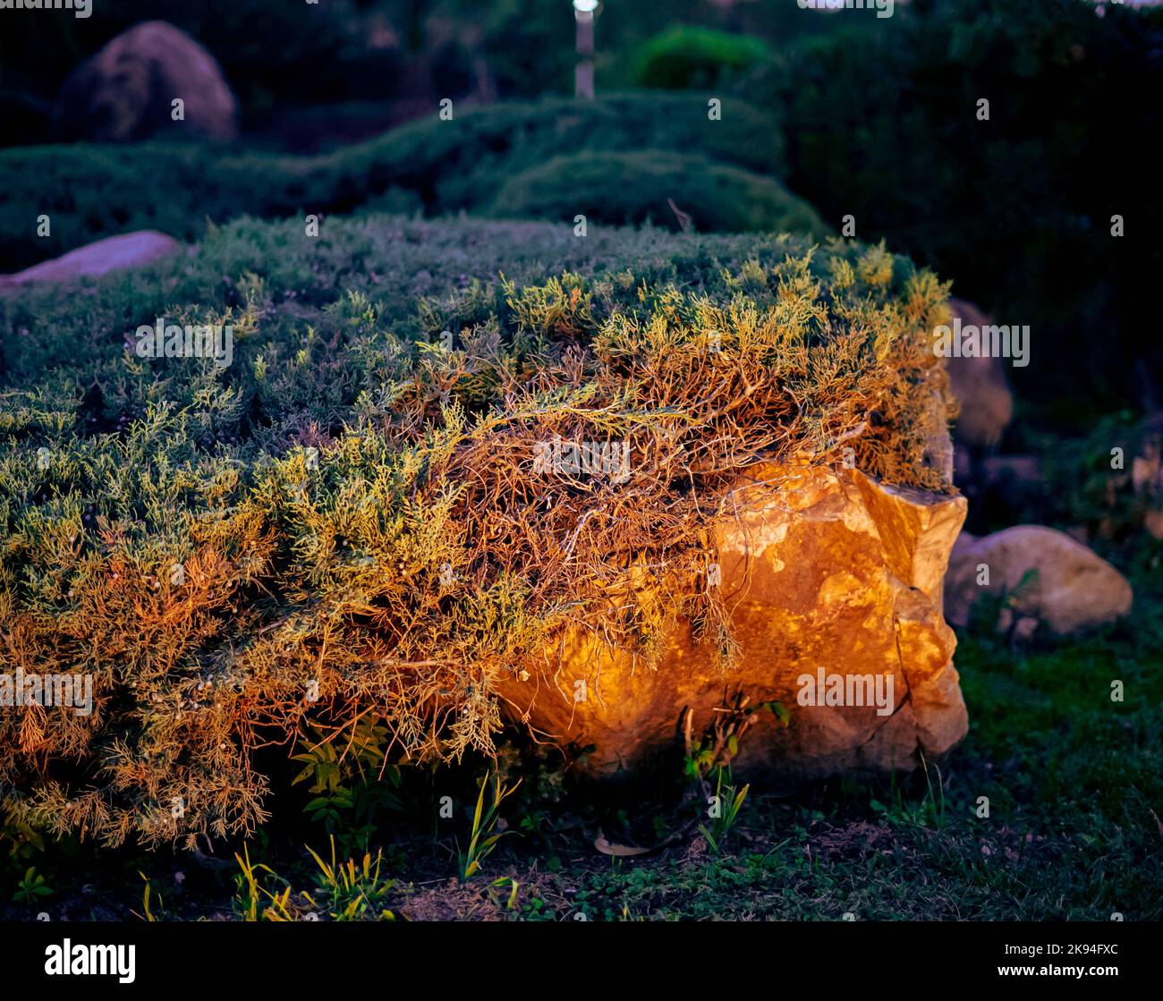 Green bush covered rock with landscape background. Beautiful shrub at ...
