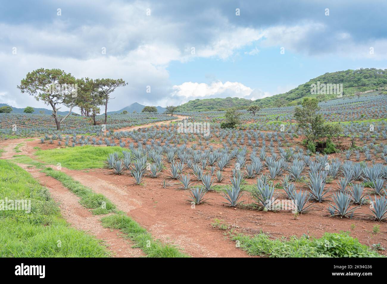 The beautiful Agave fields with mountains in the background of the city ...