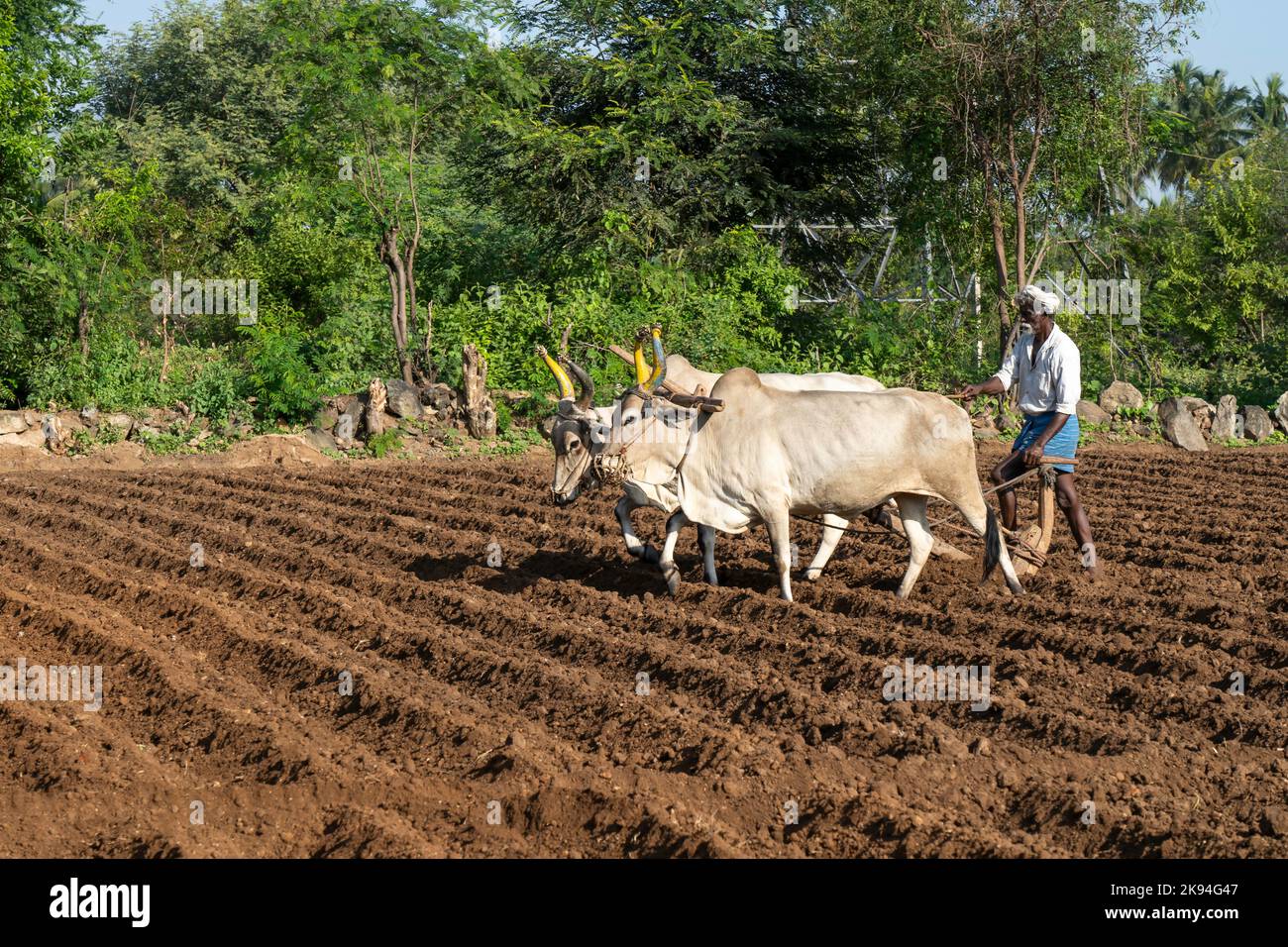 Colors of Rural life in Tamilnadu, south India. 10th September 2022 ...