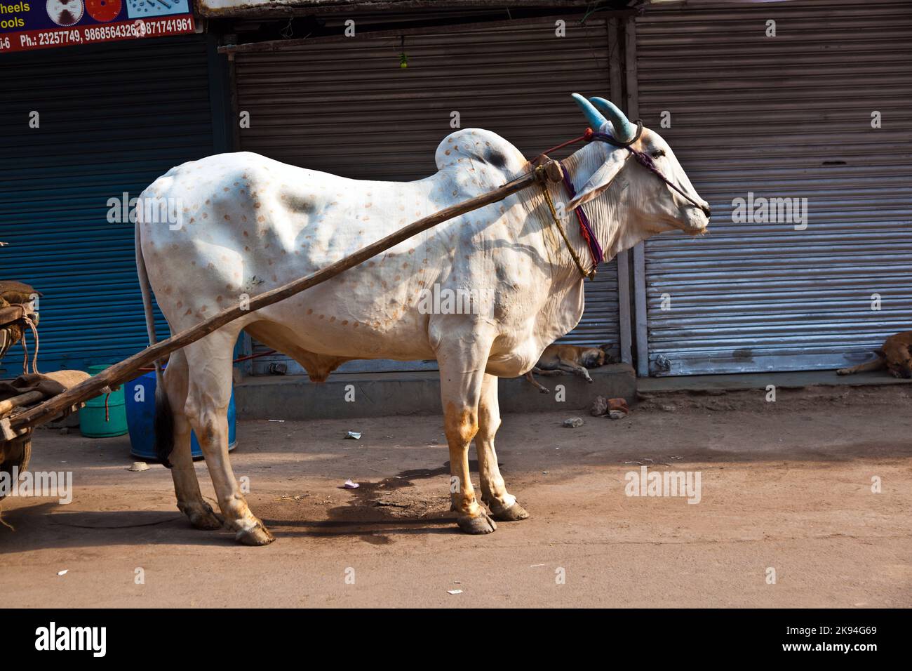 DELHI, INDIA - NOV 9: Ox cart transportation on early morning on ...