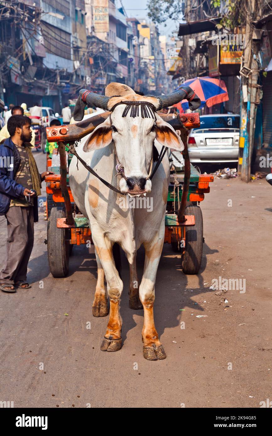 Ox chart hi-res stock photography and images - Alamy