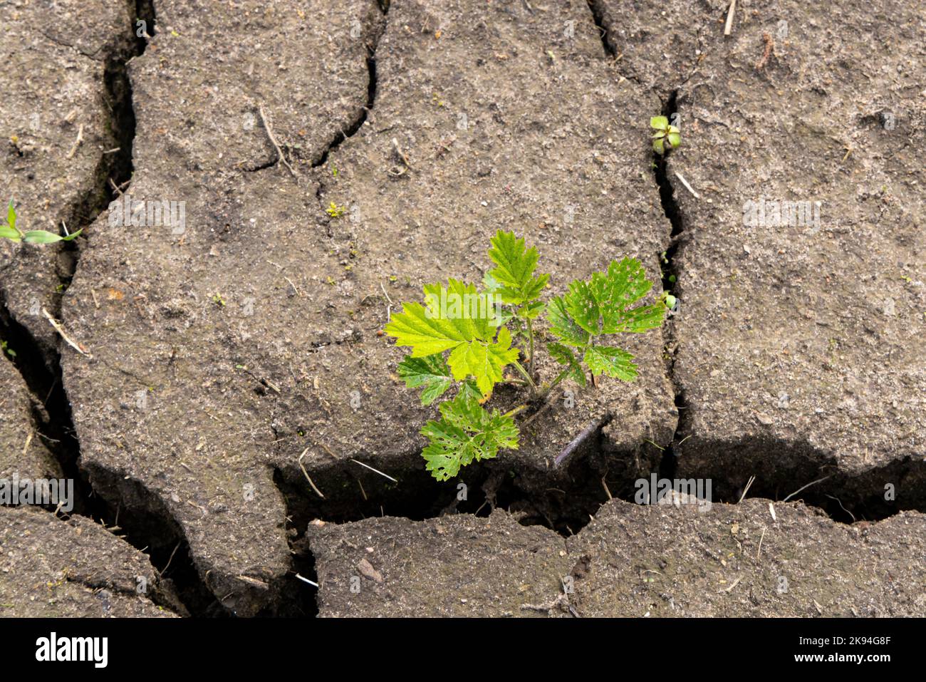 Close up view to the young plant emerging from the drying out soil and ...