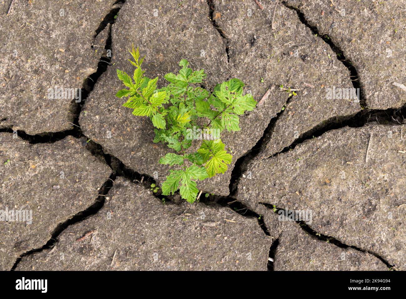 Close up view to the young plant emerging from the drying out soil and ...