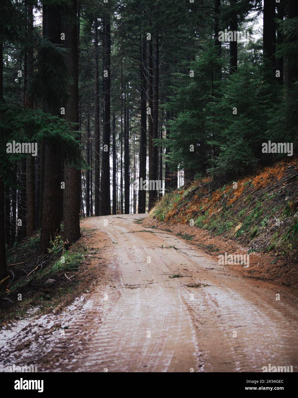 A pathway between pine trees in a Forest Stock Photo - Alamy