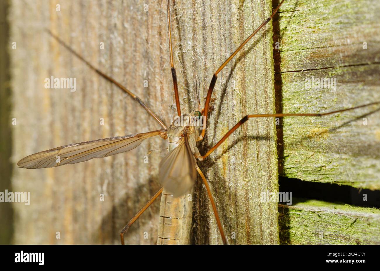 Fliegende Insekten. Schnake auf Sichtschutzwand Stock Photo - Alamy