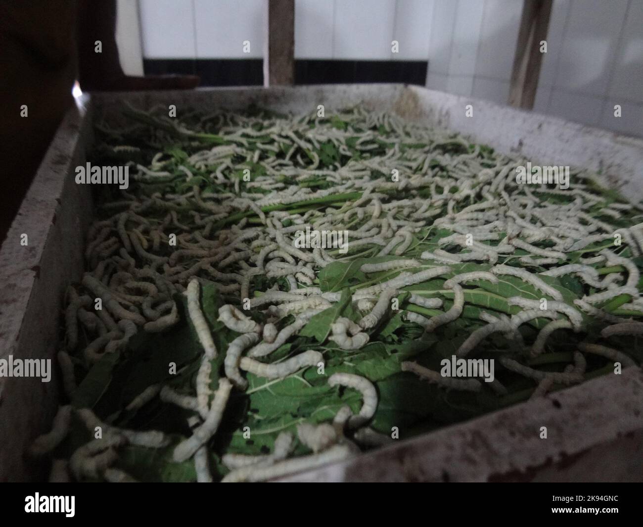 Rajshahi, Bangladesh. 26th Oct, 2022. Silk caterpillars feed on ...