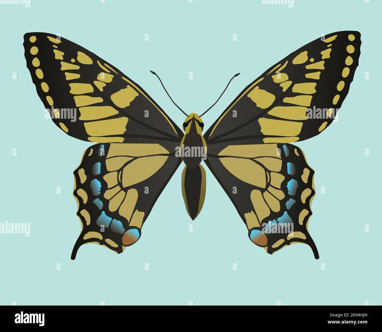 Old world swallowtail common hi-res stock photography and images - Alamy