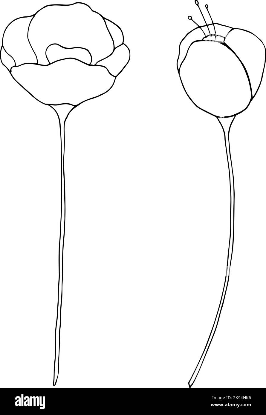 Poppy flower icon. Black line hand drawn floral elements isolated on ...